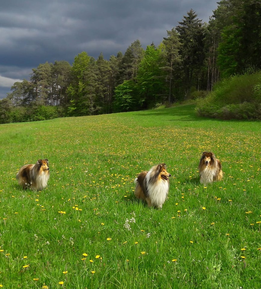 Deutscher Collie-Club e. V. – Eine weitere WordPress-Website