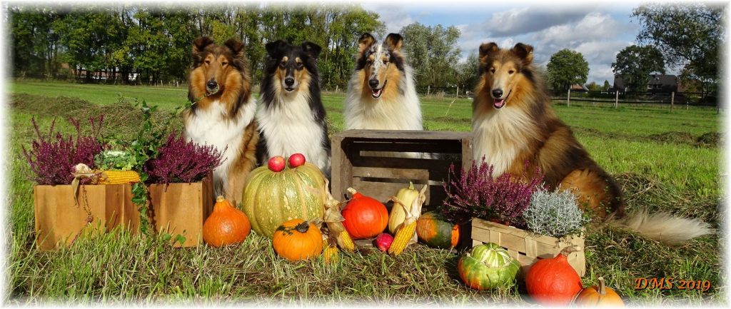 Deutscher Collie-Club e. V. – Eine weitere WordPress-Website