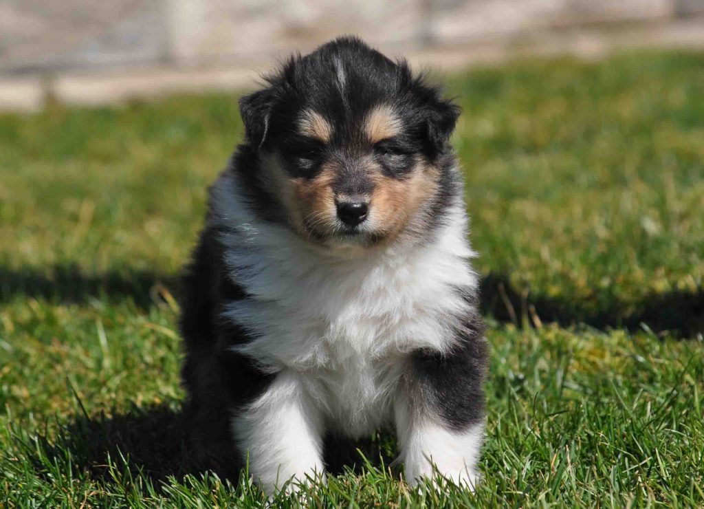 Deutscher Collie-Club e. V. – Eine weitere WordPress-Website