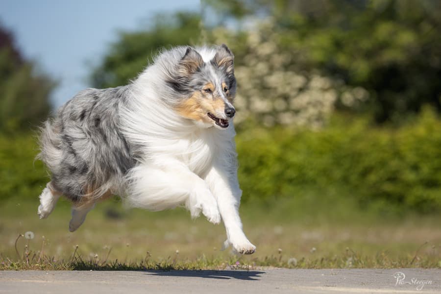 Deutscher Collie-Club e. V. – offizielle Homepage des DCC