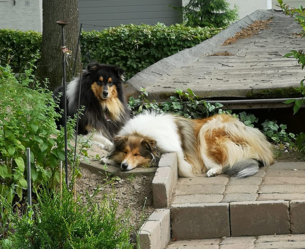 Deutscher Collie-Club e. V. – offizielle Homepage des DCC