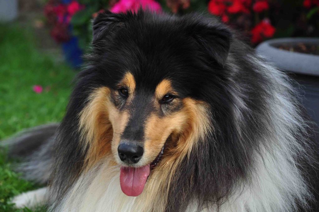 Deutscher Collie-Club e. V. – offizielle Homepage des DCC