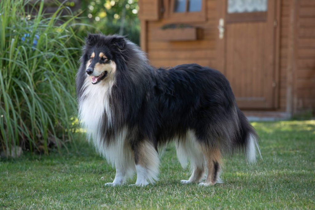 Deckrüden in der LG Bremen-Niedersachsen – Deutscher Collie-Club e. V.