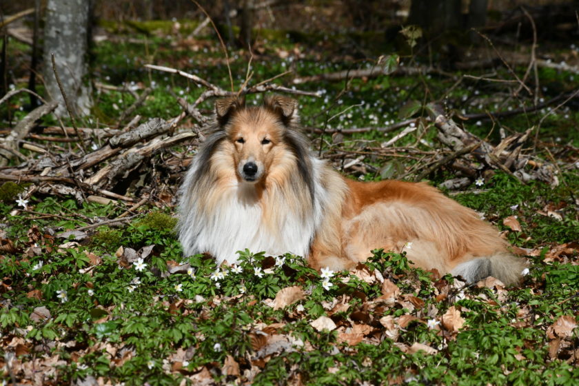 Deutscher Collie-Club e. V. – offizielle Homepage des DCC