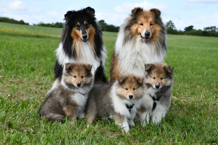 Deutscher Collie-Club e. V. – offizielle Homepage des DCC