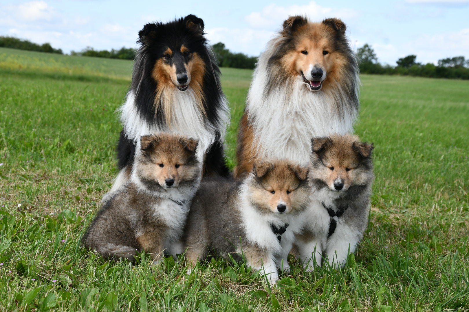 Deutscher Collie-Club e. V. – offizielle Homepage des DCC