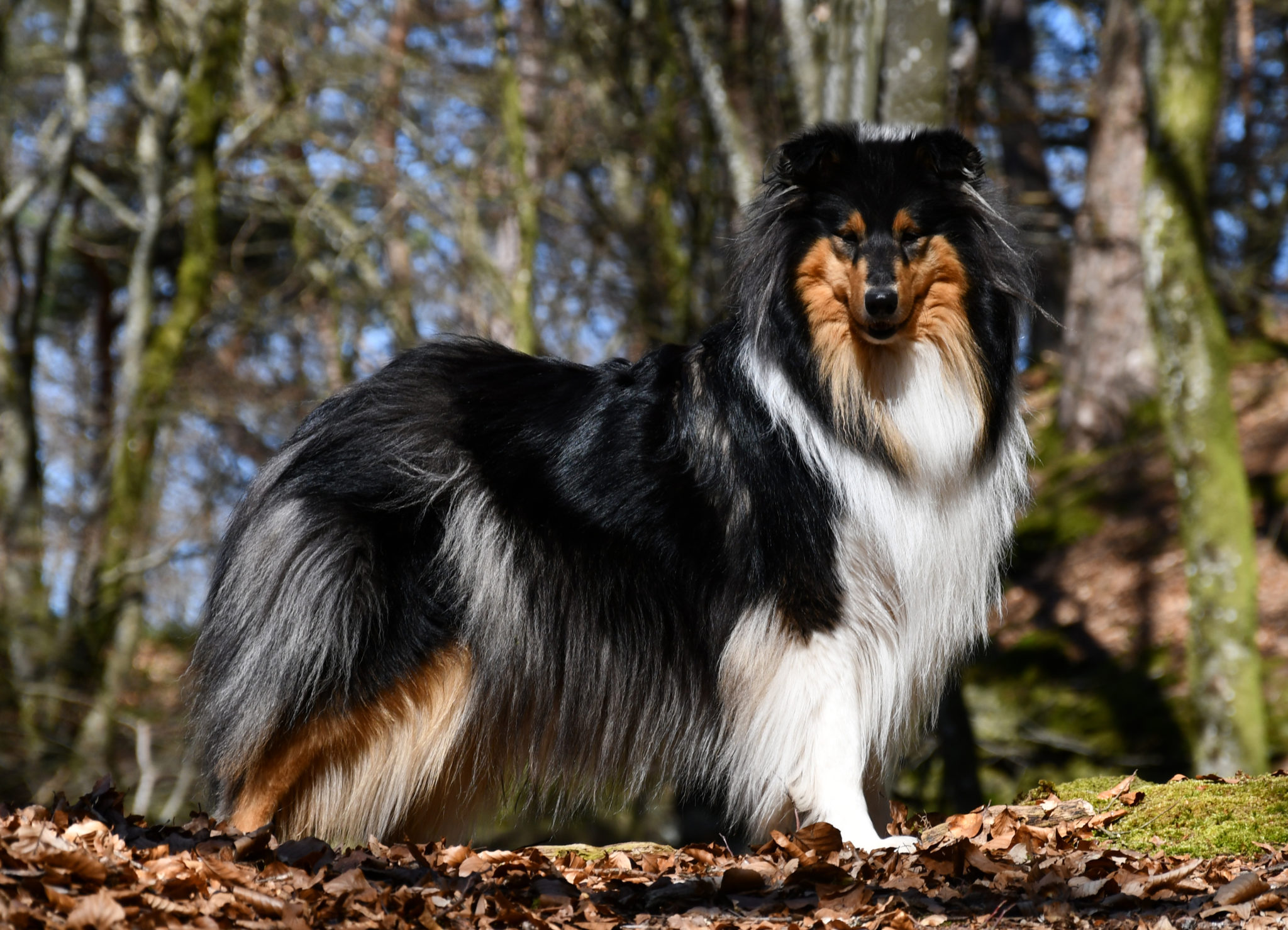 Deutscher Collie-Club e. V. – offizielle Homepage des DCC