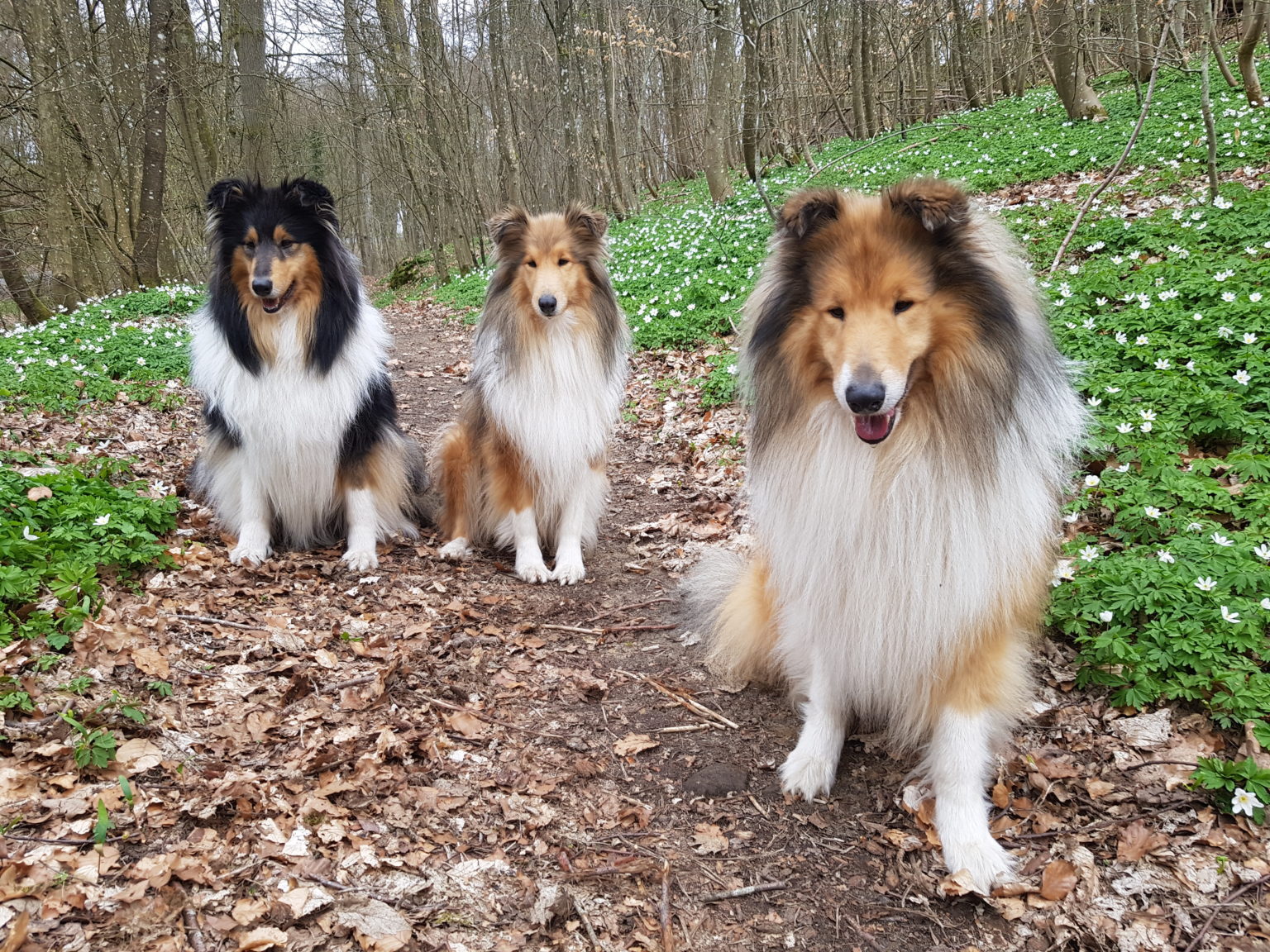 Deutscher Collie-Club e. V. – offizielle Homepage des DCC